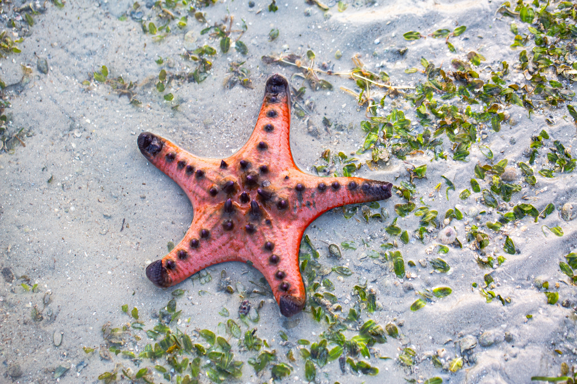 10 Astonishing Starfish Facts That Will Change How You See These Ocean ...